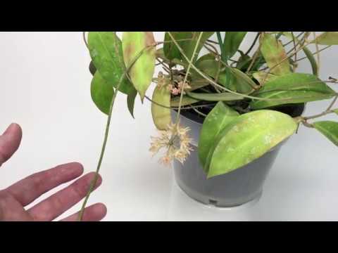 World's First Hoya ruthiae Seedpod Video - YouTube