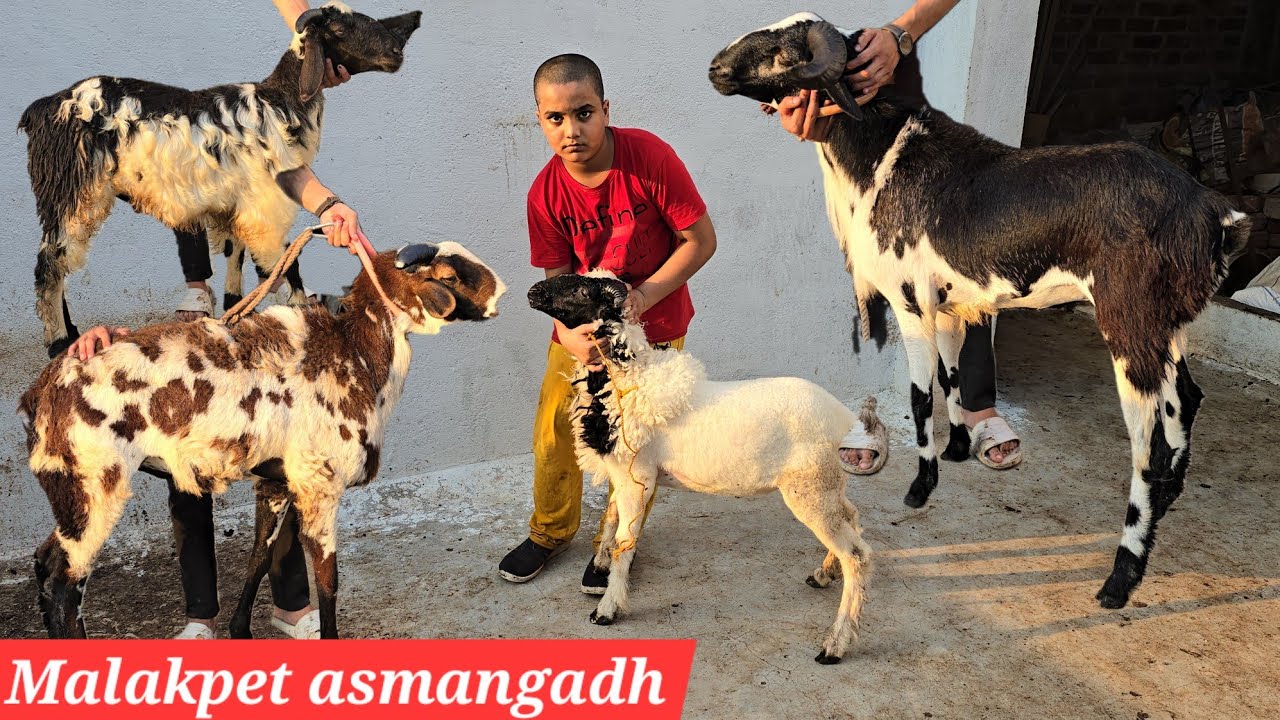 Madurai & vembur sheep's available in malakpet | karnataka & ameengadh ...