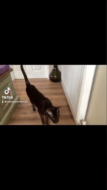 Here comes the cat - YouTube