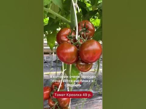 Необычный КОРИЧНЕВЫЙ ТОМАТ Креолка! - YouTube