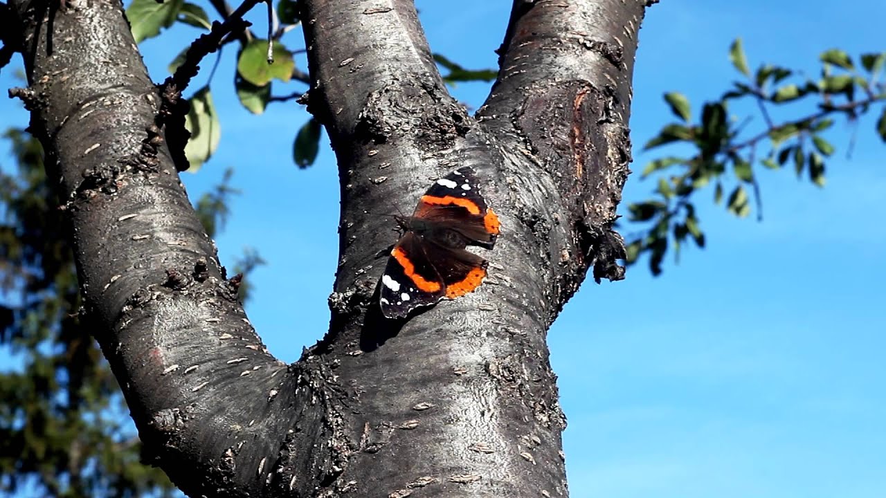 Butterfly 2 - Free HD stock footage - YouTube