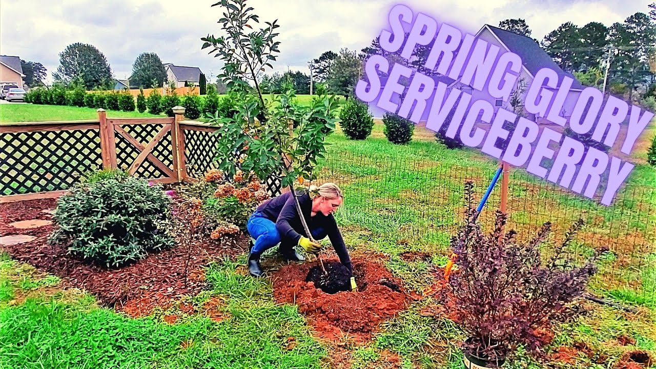 Planting A Spring Glory® Serviceberry | Amelanchier - YouTube
