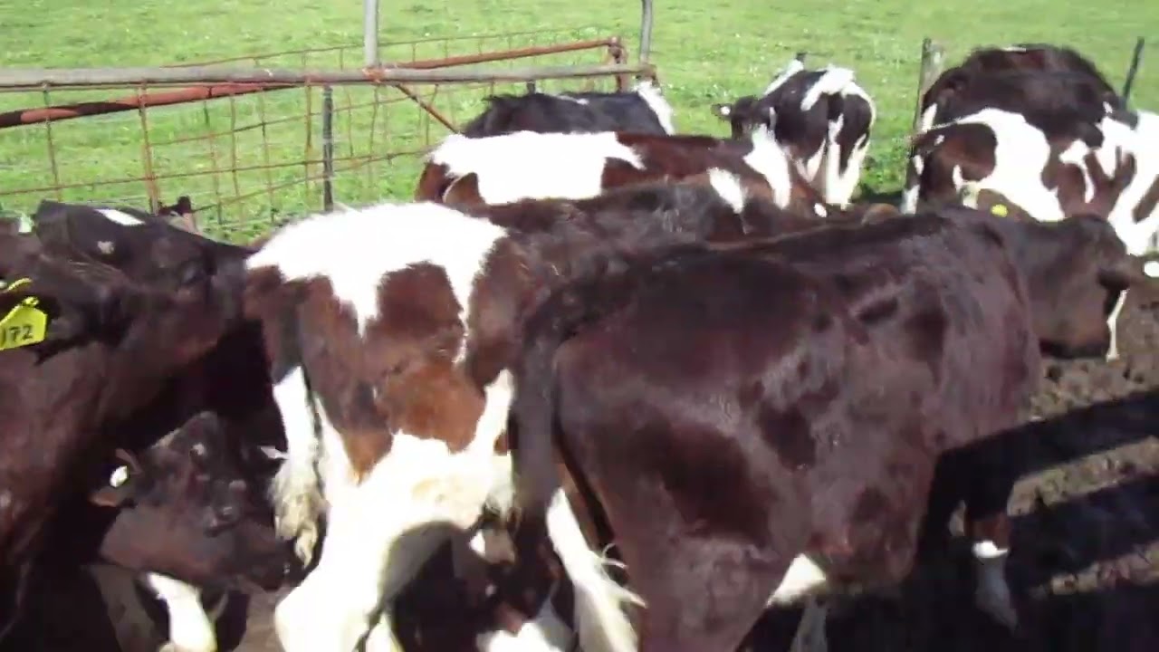 Reared friesian calves - YouTube