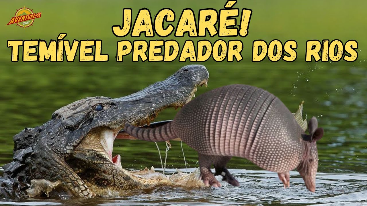 JACARÉ! O TEMÍVEL PREDADOR DOS RIOS - YouTube