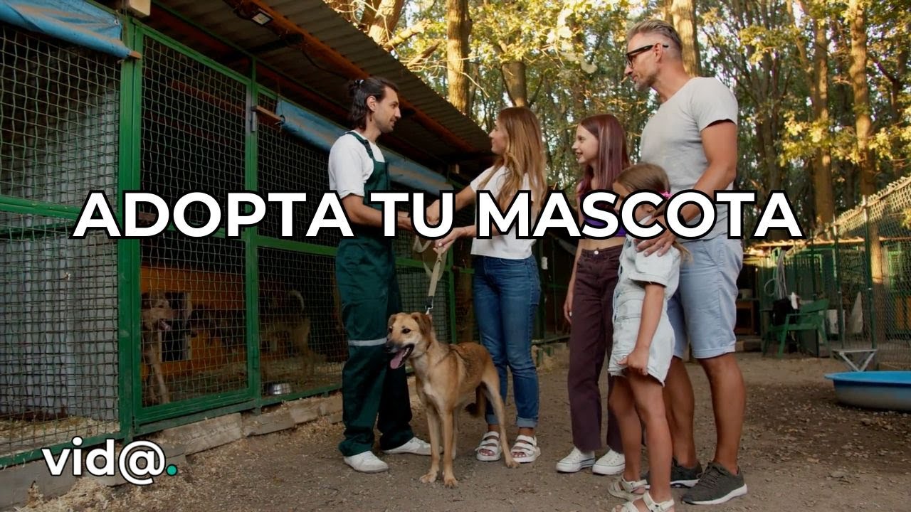Adopta tu mascota - YouTube