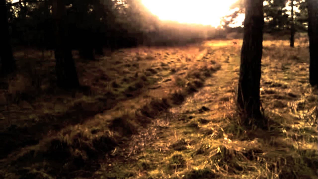 Sabbing the Tedworth Hunt 2012 & 2013. - YouTube