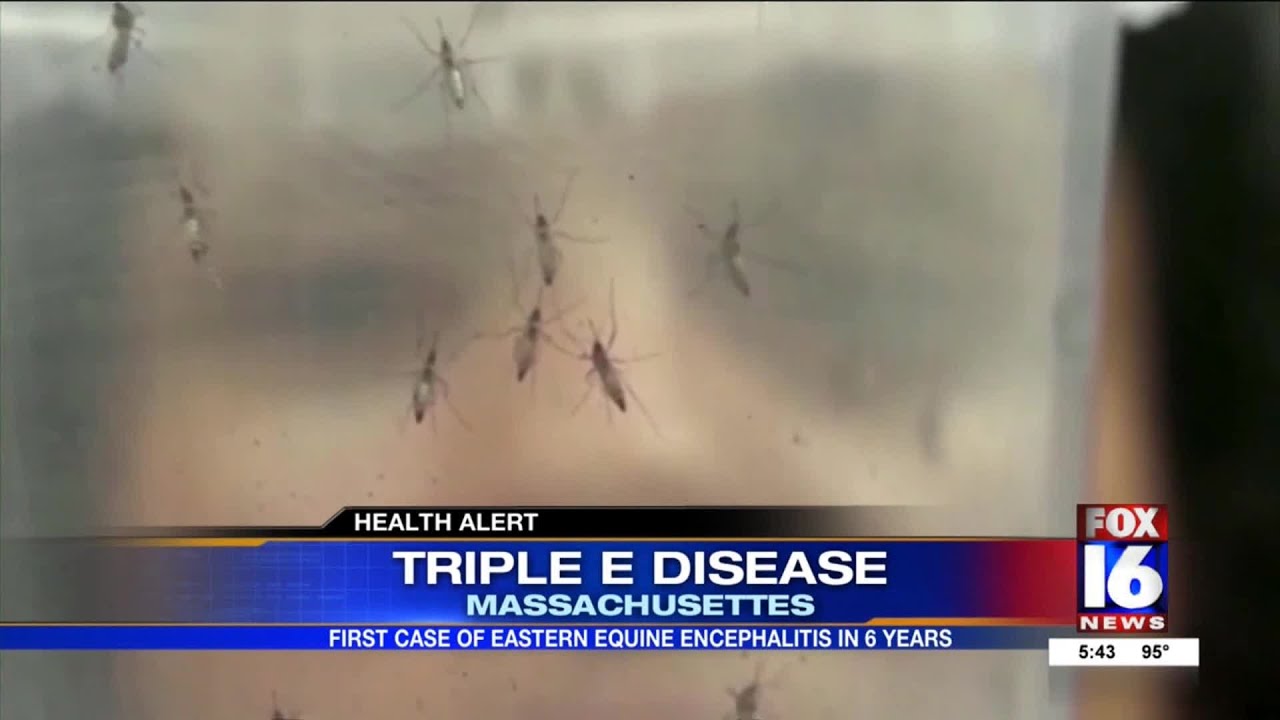 Triple E disease - YouTube