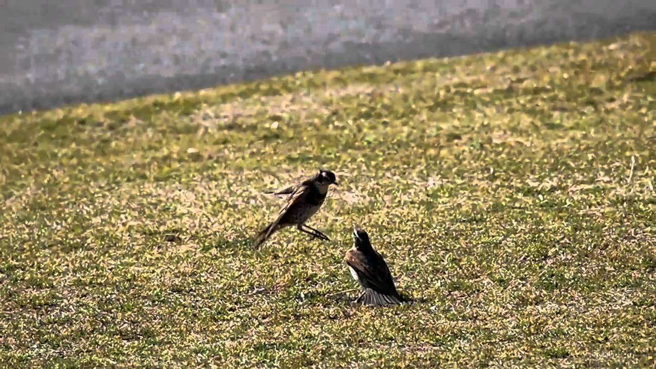 小鳥のバトル～Small bird's grapple scene - YouTube