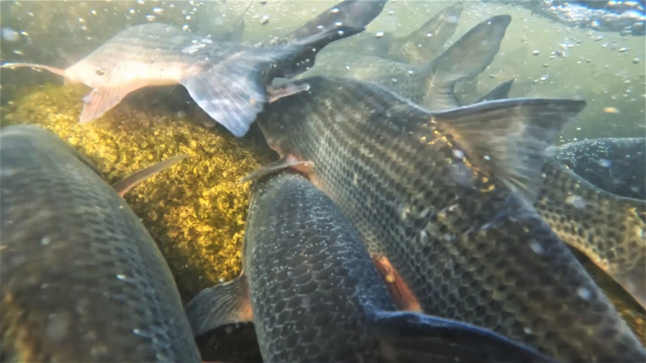 Aktuálny Výter Rýb na Rieke 🐳 Podustva Severná resp. Ostroretka ...