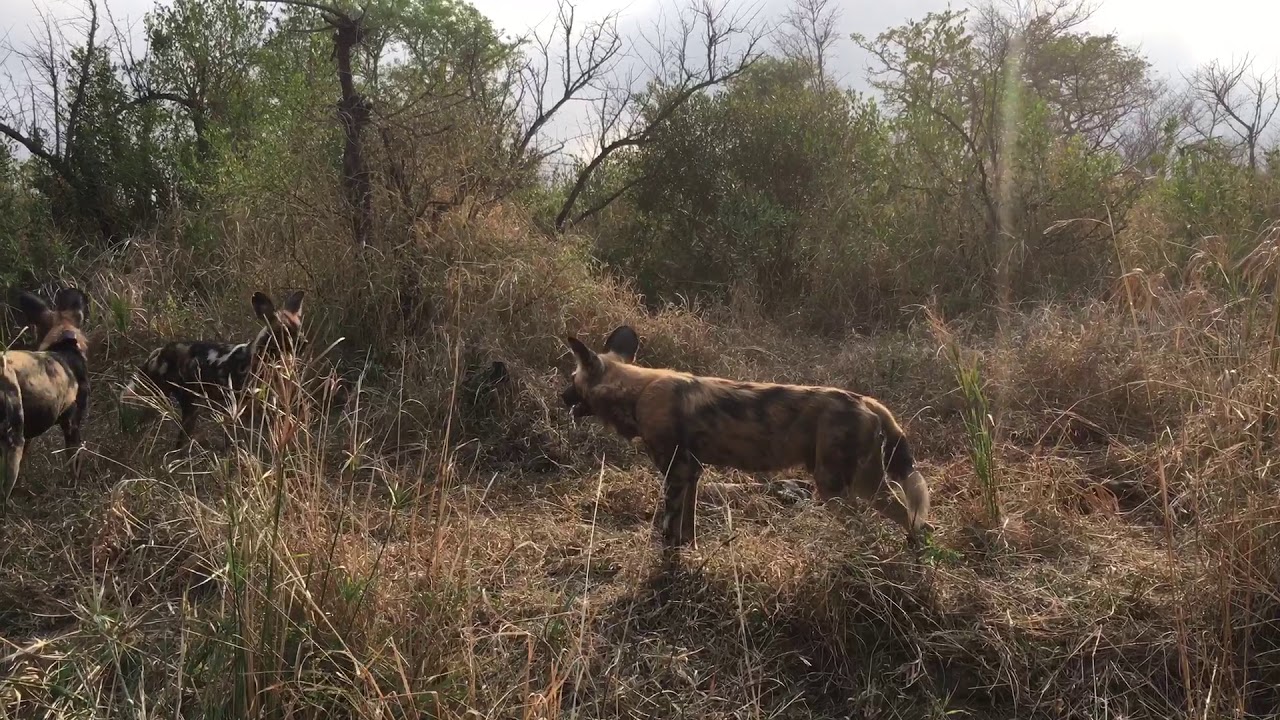 Wild dogs vs Hyenas, fighting over a big Nyala Bull - YouTube