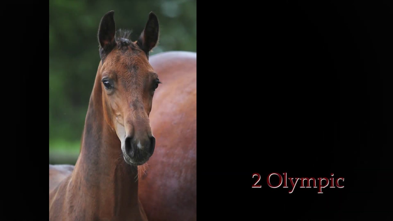 2 Olympic (Balou du Rouet x Heartbreaker), hengst/colt, 25-5-2019 ...
