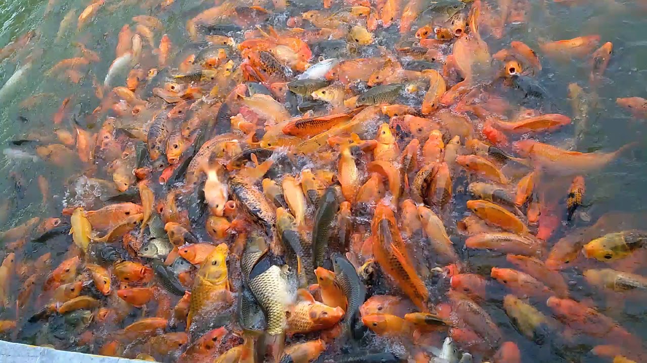 Fish feeding - YouTube