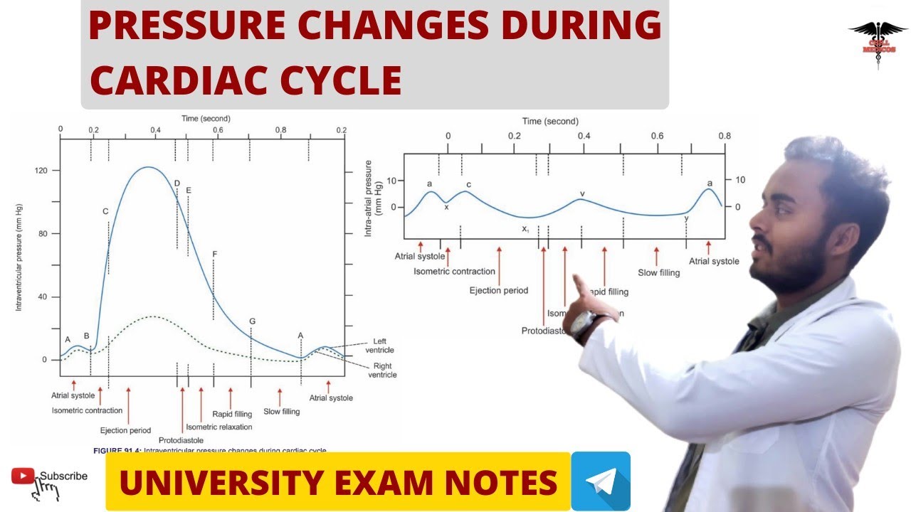 Pressure Changes During the Cardiac Cycle || cardiac cycle || CVS ...