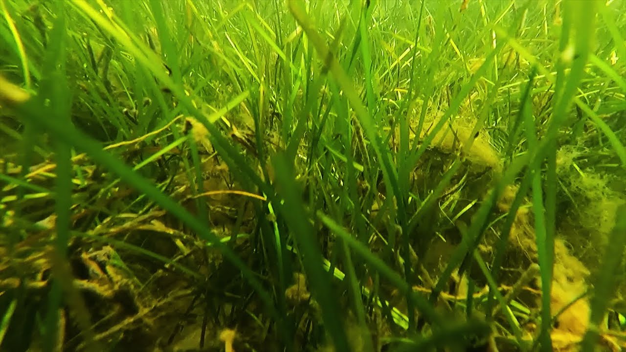 Exploring Underwater Wonders: Submerged Aquatic Vegetation (SAV) # ...