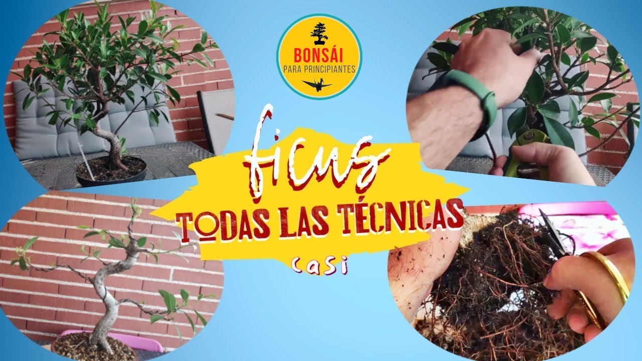 Cómo PODAR un ficus // Cómo TRASPLANTAR un ficus // Bonsái para ...