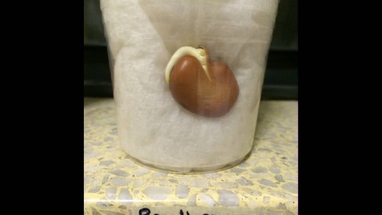 Broad Beans Germination - YouTube