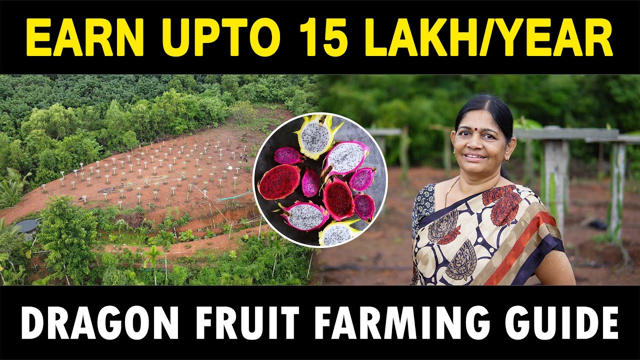 Dragon Fruit Farming Guide | How to Grow Dragon Fruit at Home | Dragon ...
