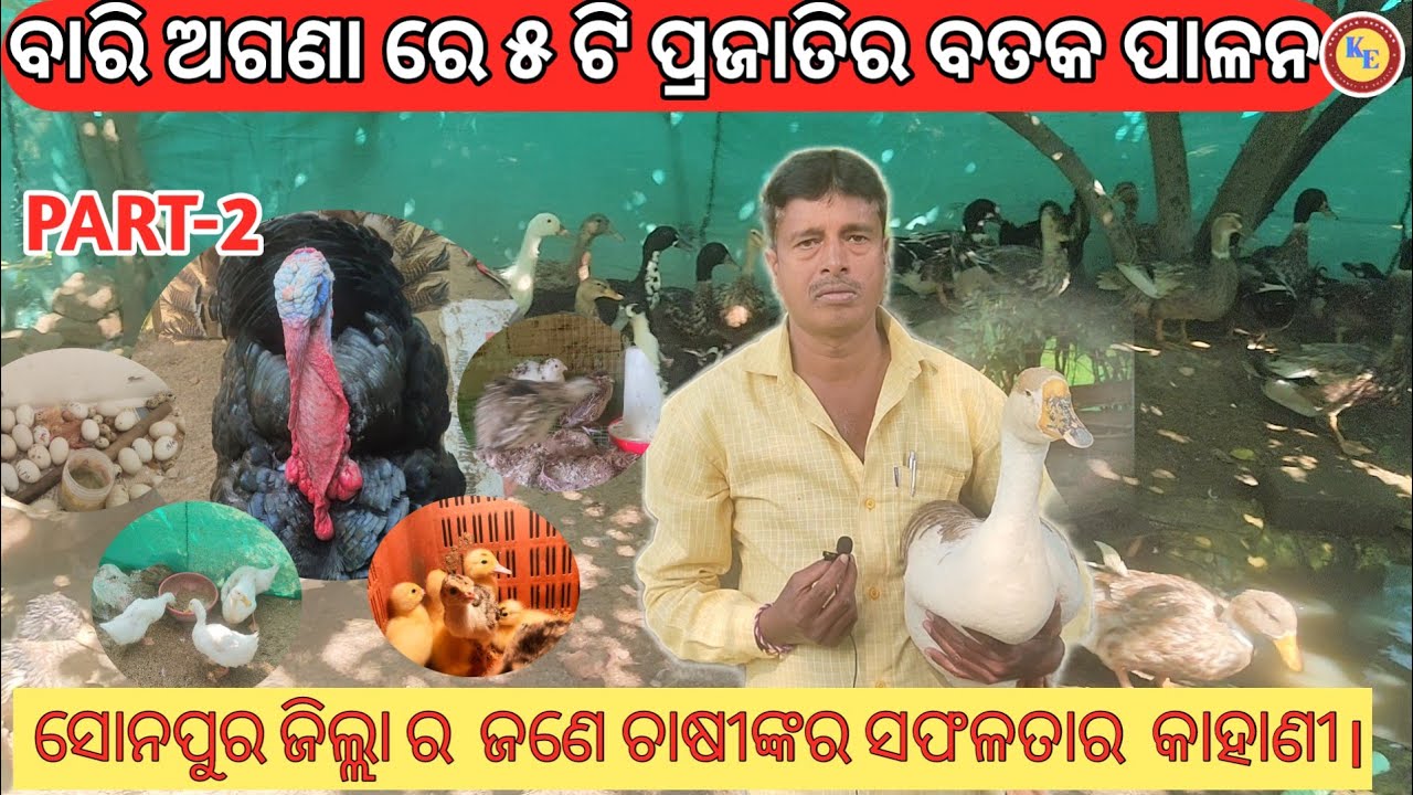 Bataka chasa odisha | Duck farming in odisha | - YouTube