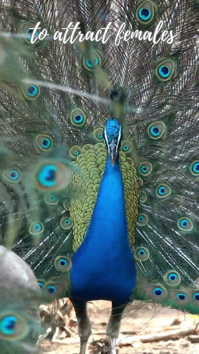 Beautiful Peacocks Youtube