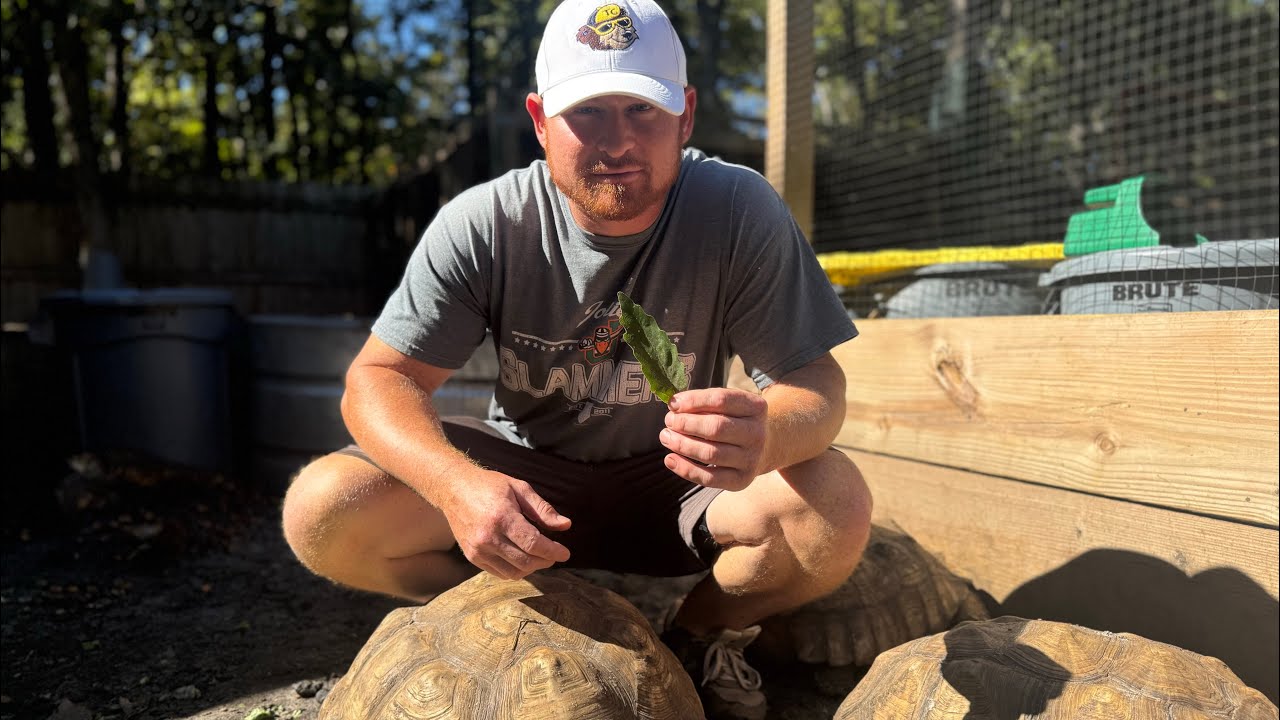 These are poisonous to tortoises! - YouTube
