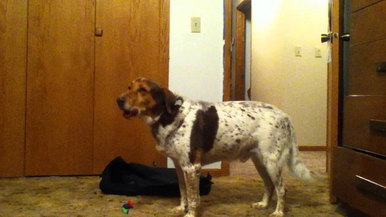 the saxophone dog - YouTube