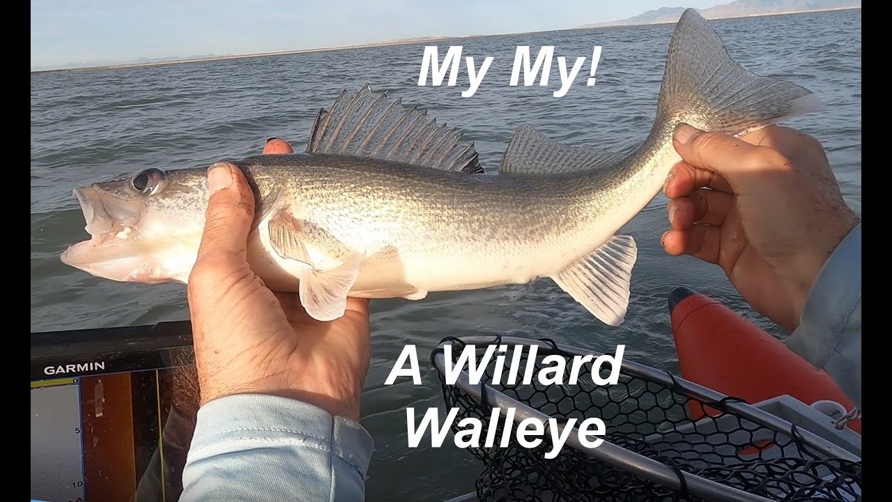 My My A Willard Walleye - YouTube