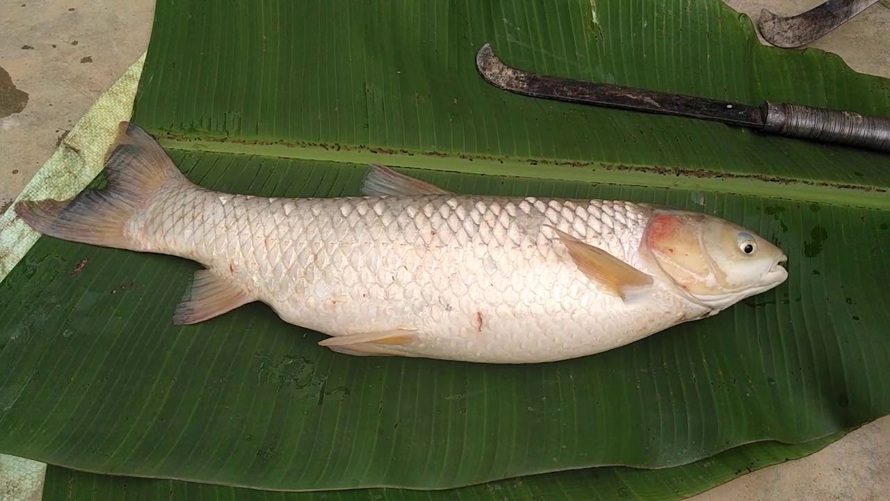 Grass carp fish - YouTube