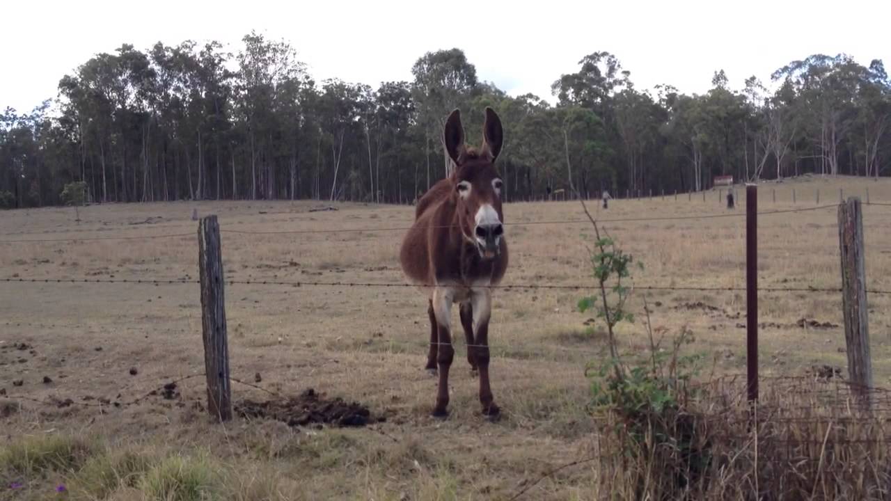 Lucy Donkey saying hello - YouTube