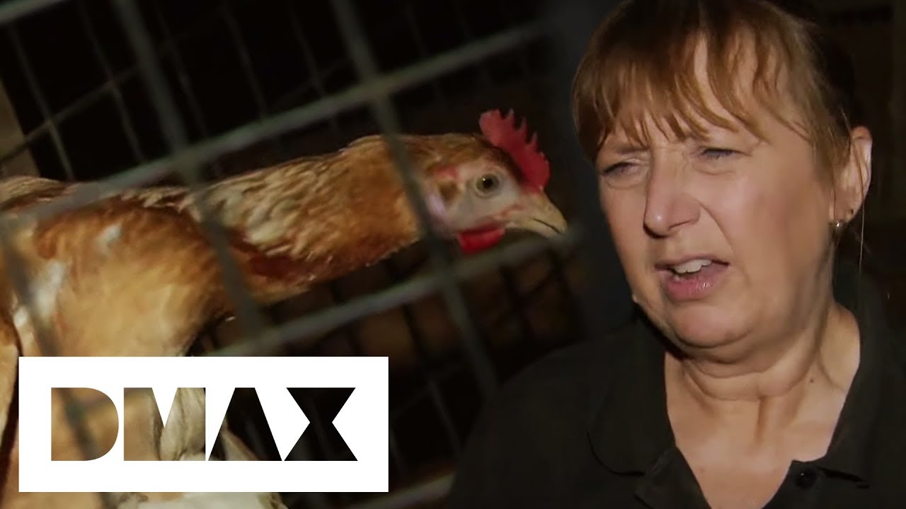 Hundreds of Animals Rescued from Horrific Living Conditions | Animal ...