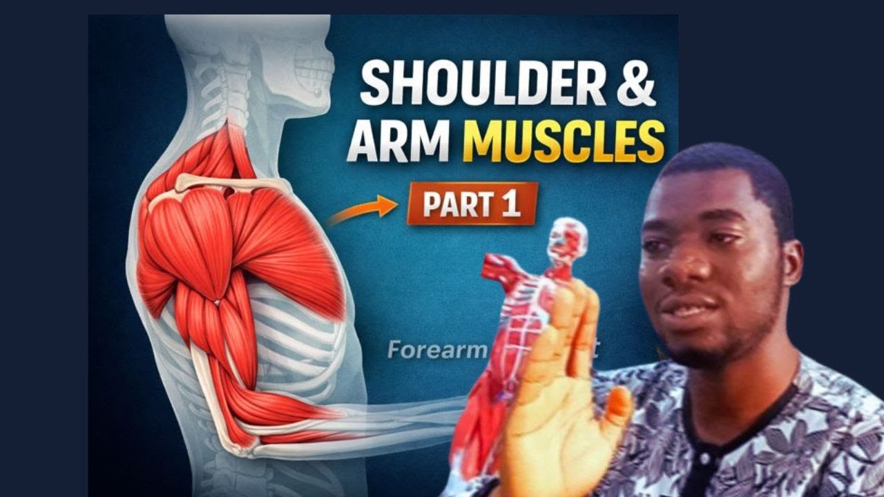 Upper Limb Muscles Explained | Shoulder and Arm (Part 1) - YouTube