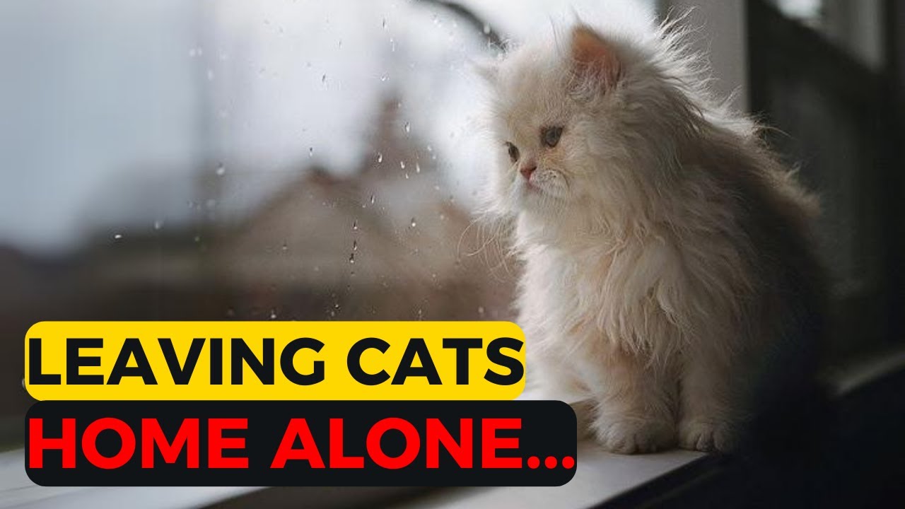 How to leave cats alone at home - YouTube