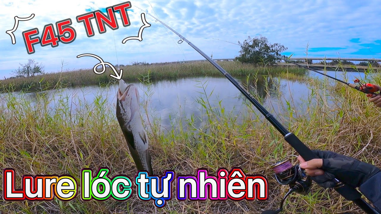 Câu lure cá lóc tự nhiên#daiwa #lurefishing #cálóc - YouTube