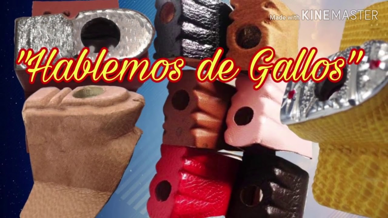 Botanas para gallo 🐓, tamaños, precios y estilos - YouTube