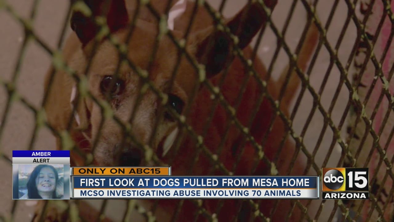 Animals in quarantine after found living in Mesa home - YouTube