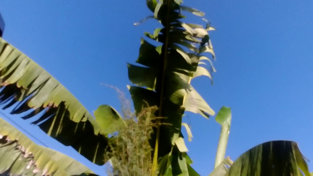 Stablo od Banana i u Bosni-Banana tree and in Bosni - YouTube
