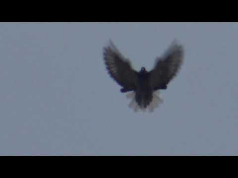 Николаевские голуби - YouTube