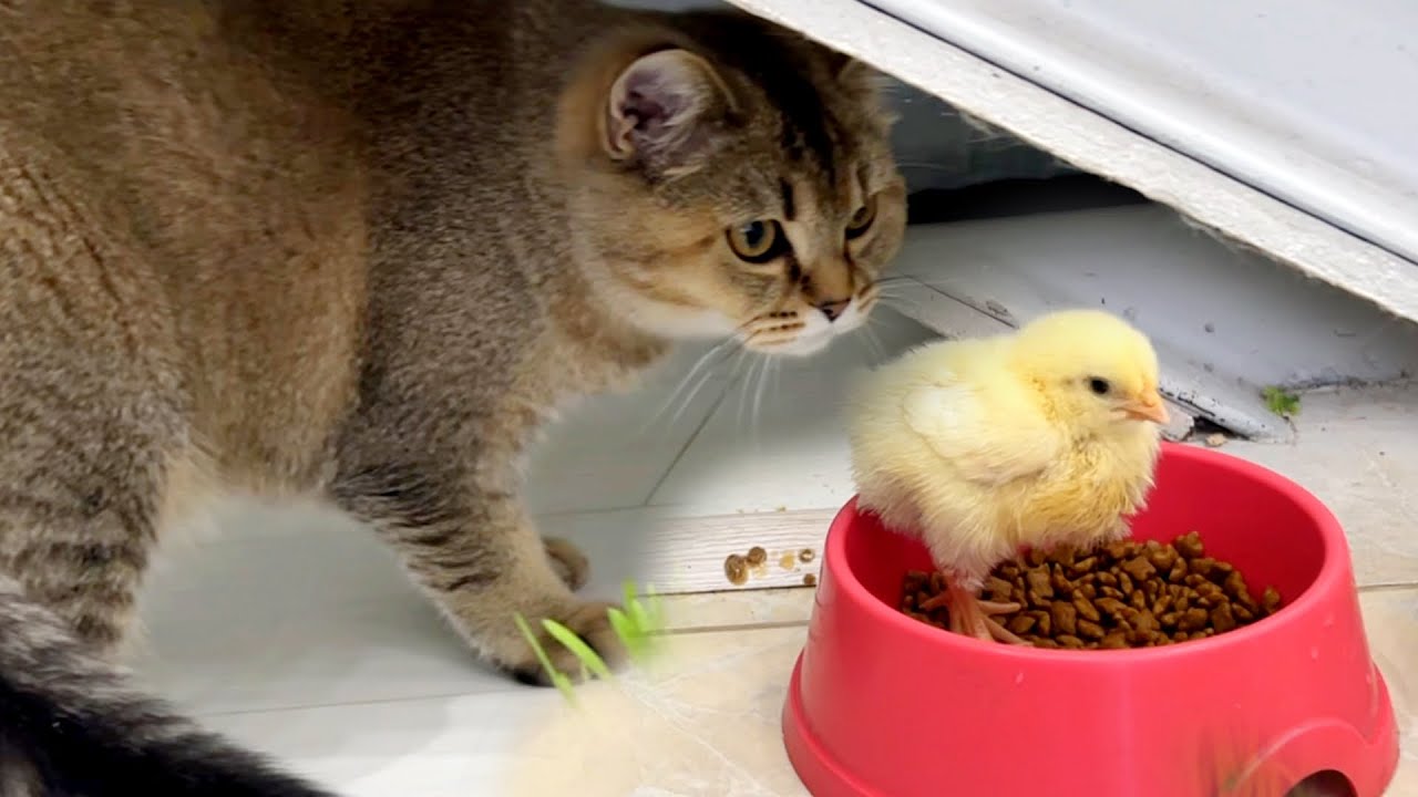 A funny cat saw a live chicken in her feeder. Cute about animals - YouTube