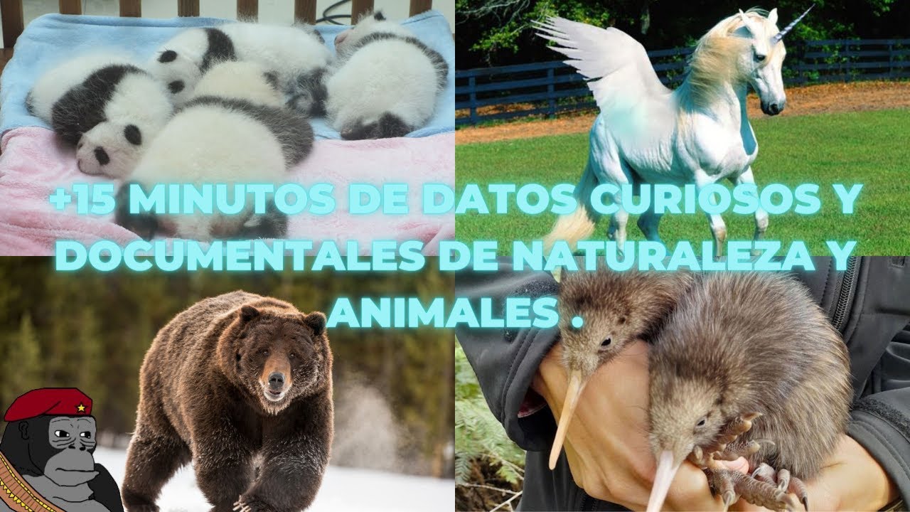 +15 minutos de datos curiosos y documentales de naturaleza y animales ...
