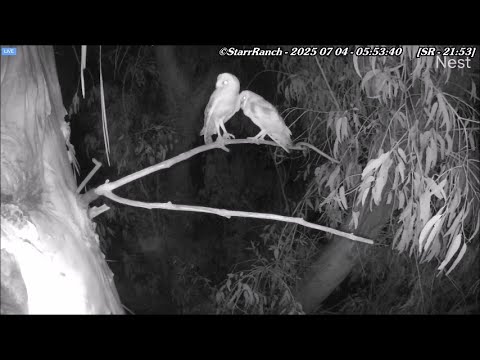 0304 July ~ Some tiny prey items overnight ~ ©️AudubonStarrRanch Barn ...