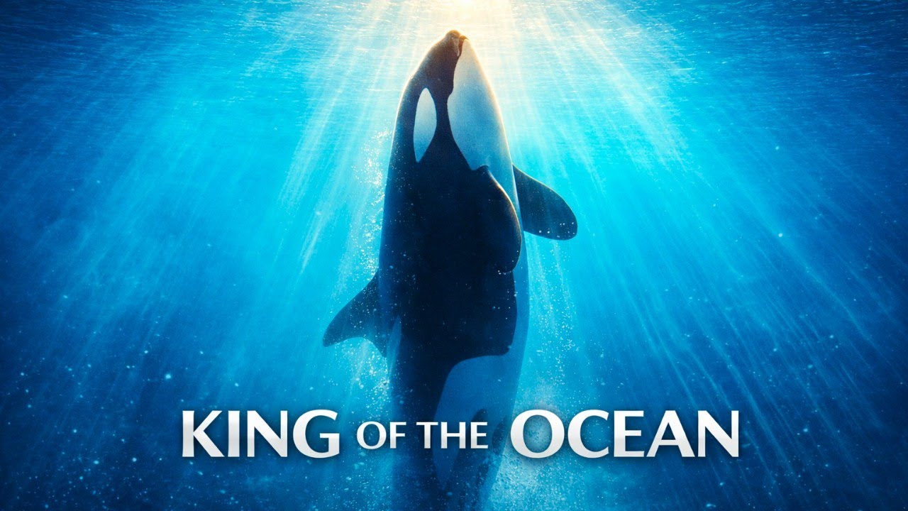 Orca: the King of the Ocean (and the Seven Seas) - YouTube