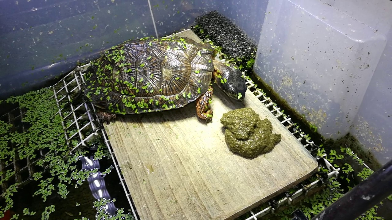 Wood turtle eating - YouTube