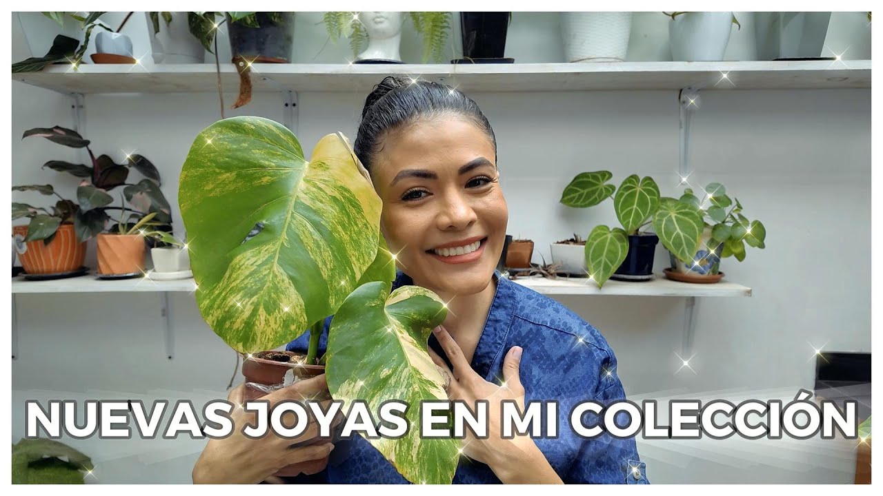 💥🌿 Te comparto las recién llegadas, la última, ME DEJÓ SIN ALIENTO😍💥🌿 - YouTube