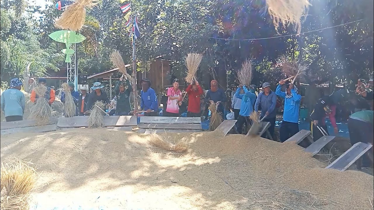 หนึ่งเดียวในอุบลฯต้องรอเป็นปีถึงจะได้ดู บุญคูณลานลอมข้าว วิถีไทอุบลฯ ...