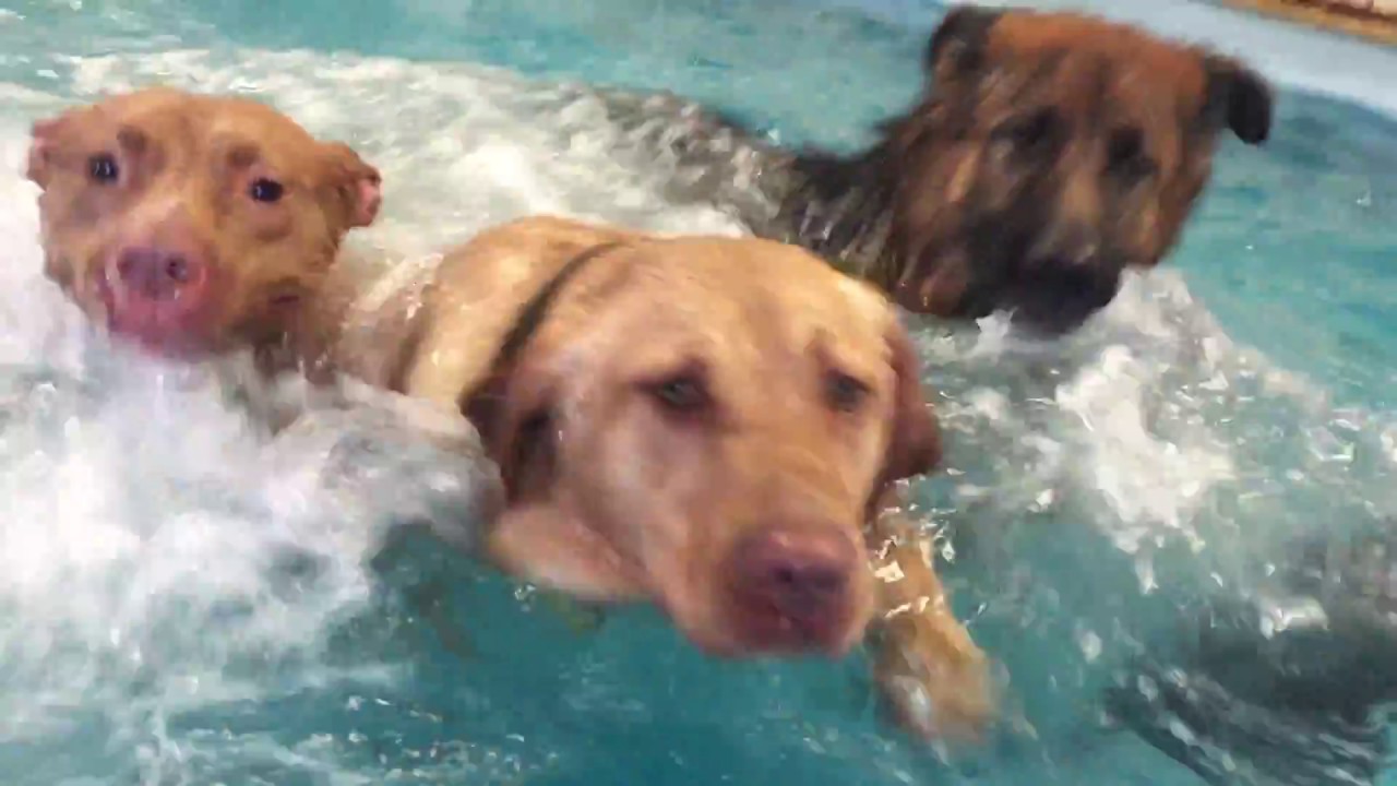 Pet Resort Gives Pups the Freedom to Swim in Pool - YouTube