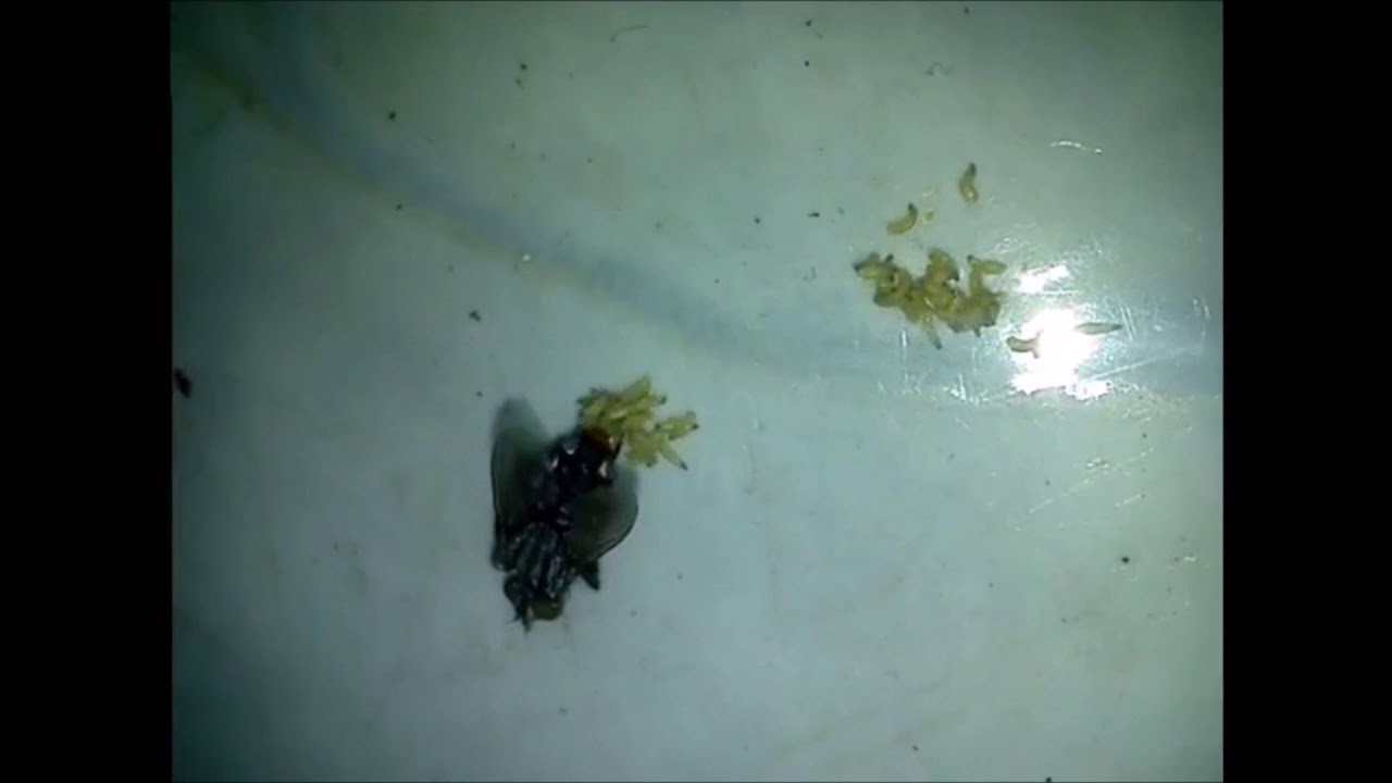 Mosca varejeira colocando berne e soltando bicho - YouTube