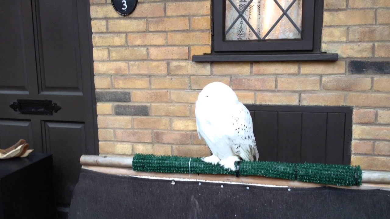 The real Hedwig!: WB Harry Potter studio tours - YouTube