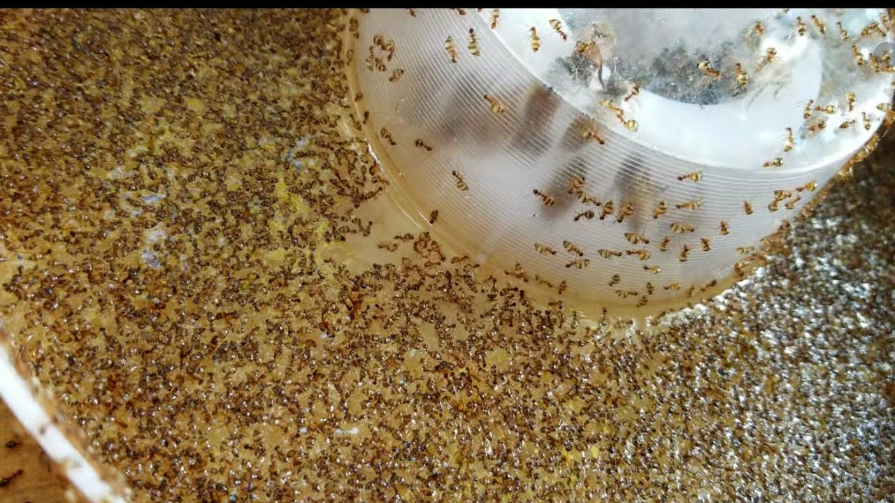 Unbelievable: Honeypot Ants Seize Control of Honey Bee Feeding Spot ...