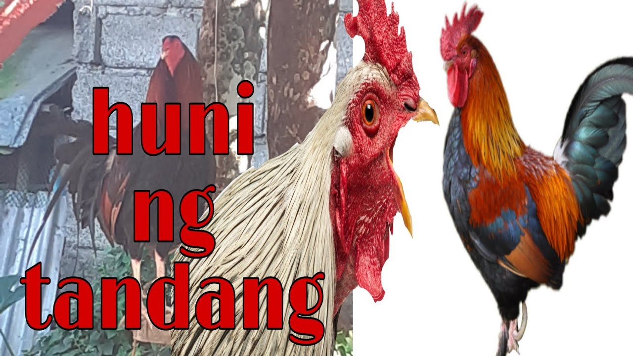 chicken sounds/rooster crowing/crowing rooster/ang tilaok ng tandang ...