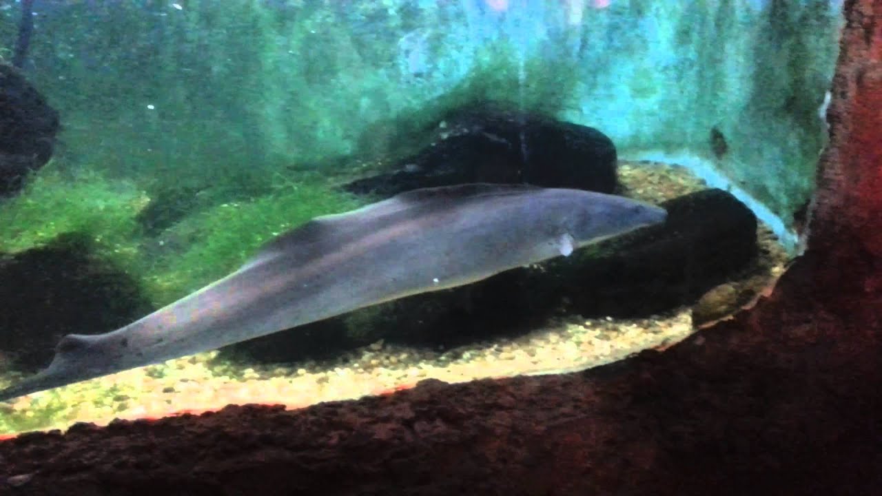 Wonder Fish - YouTube