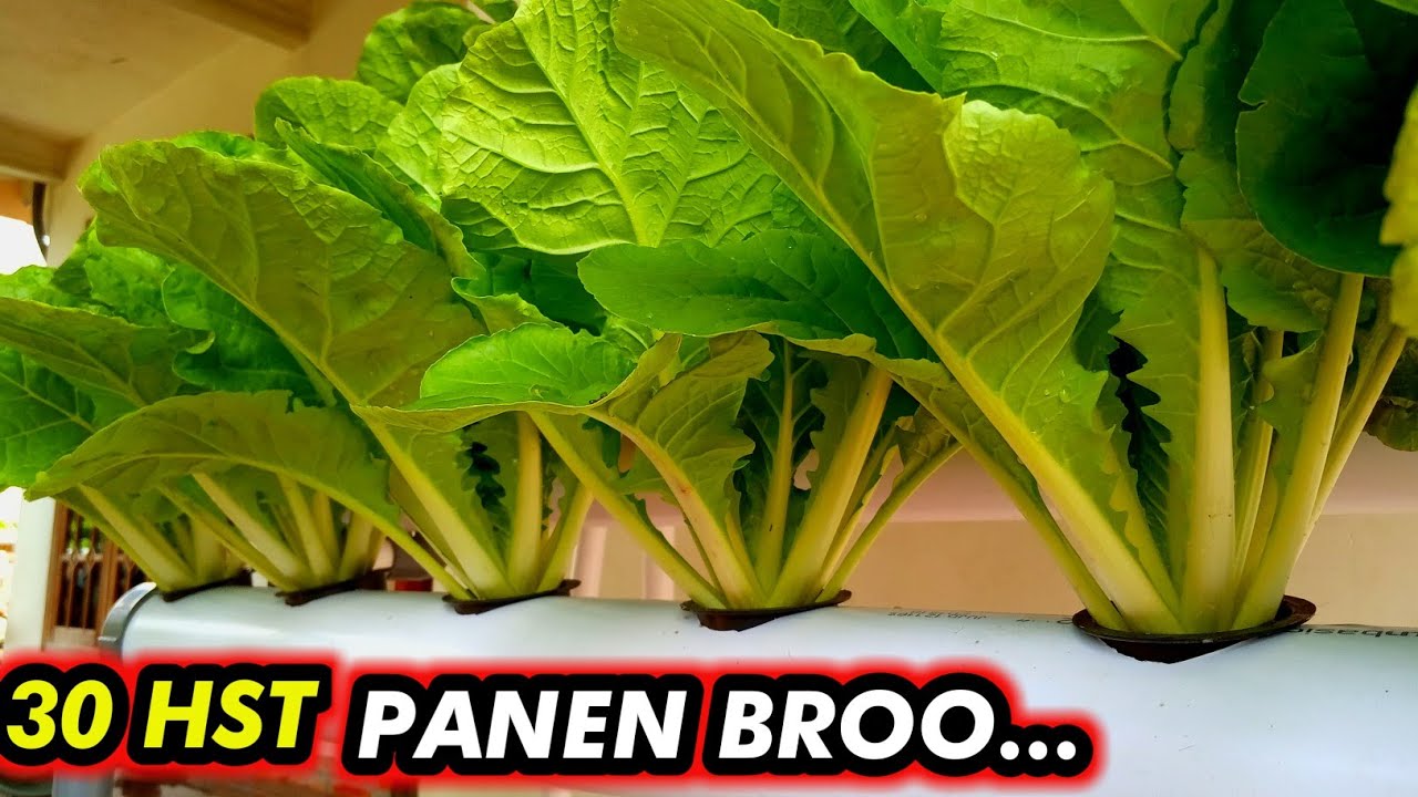 Panen SAWI SAMHONG Hidroponik || GEDE GEDE BANGET + cara packing nya ...